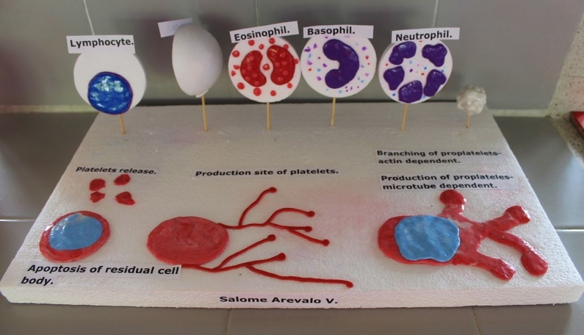 Biology and Arts Project